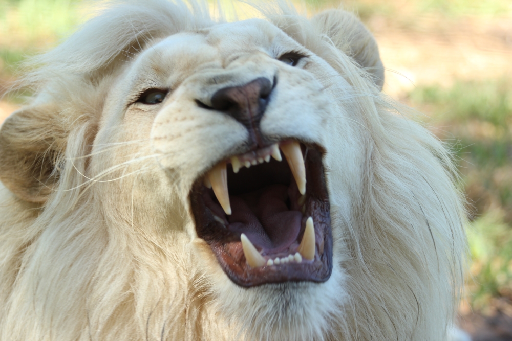 20 de animale albinoase superbe și rare